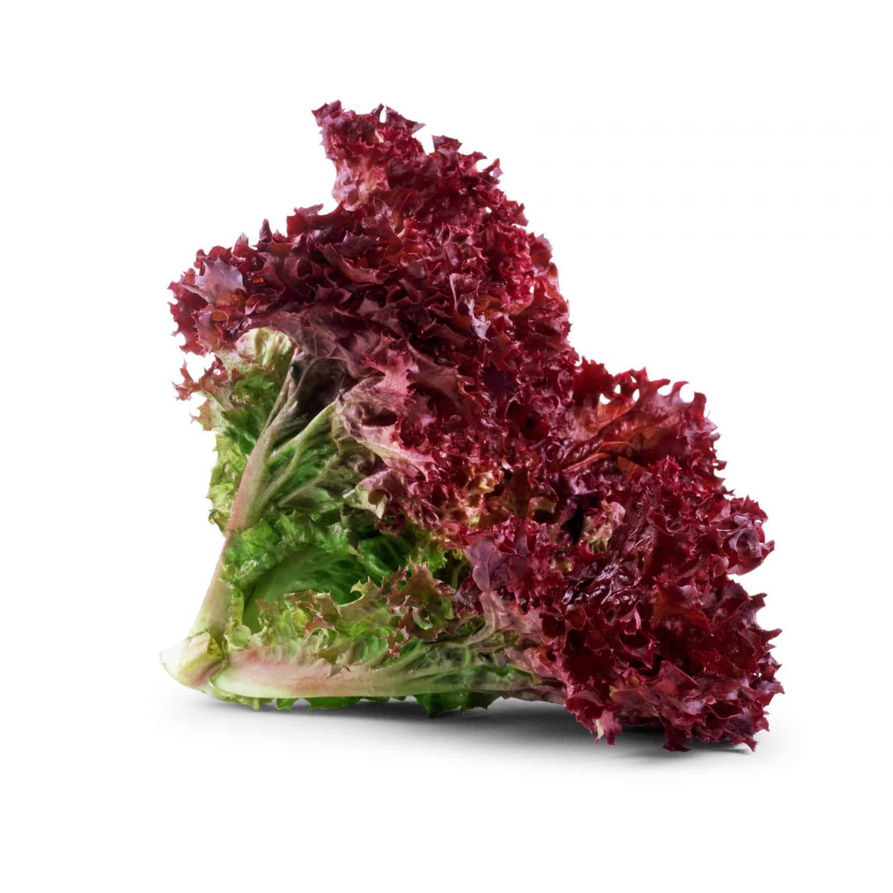 Lollo Rosso Lettuce - M Hughes and Sons, Llandudno